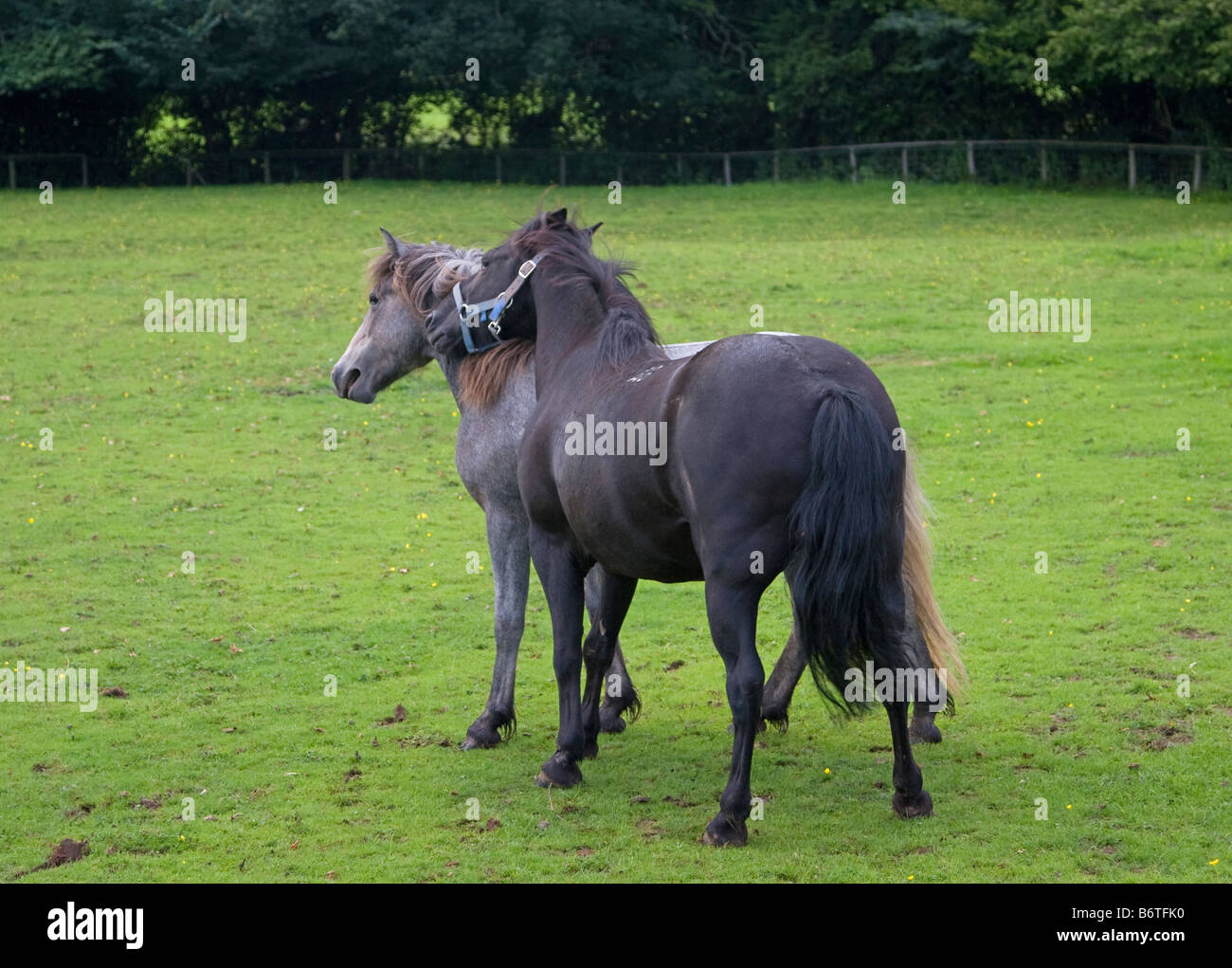 Two ponies playing in a field Stock Photo - Alamy