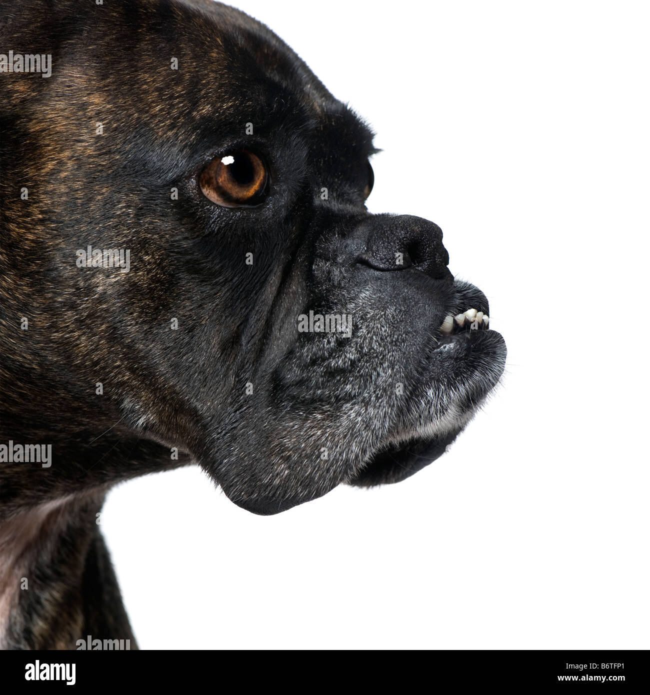 close up on a Boxer s head 9 years in front of a white background Stock ...