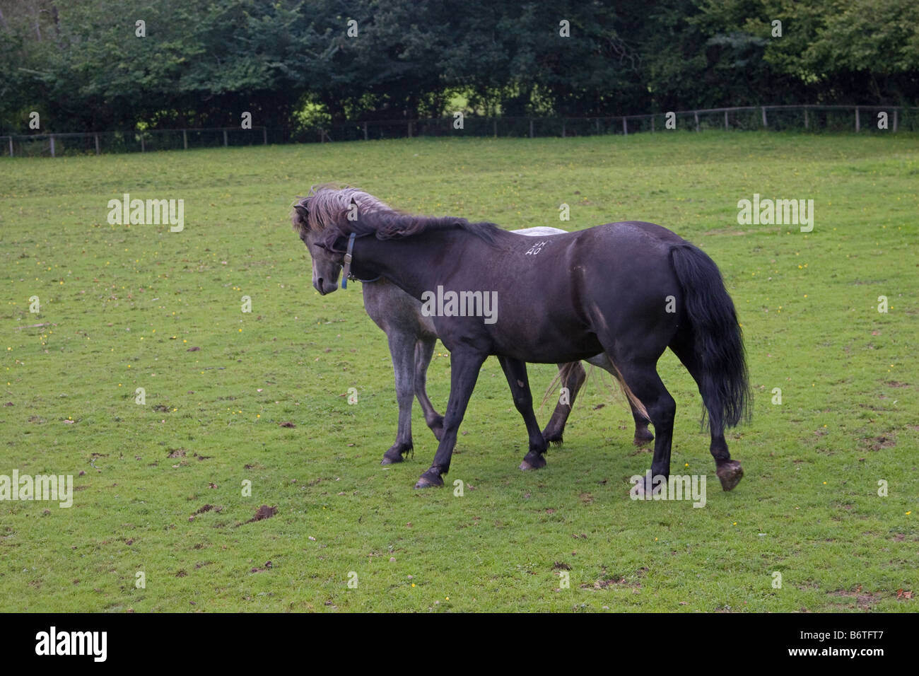 Two ponies playing in a field Stock Photo - Alamy