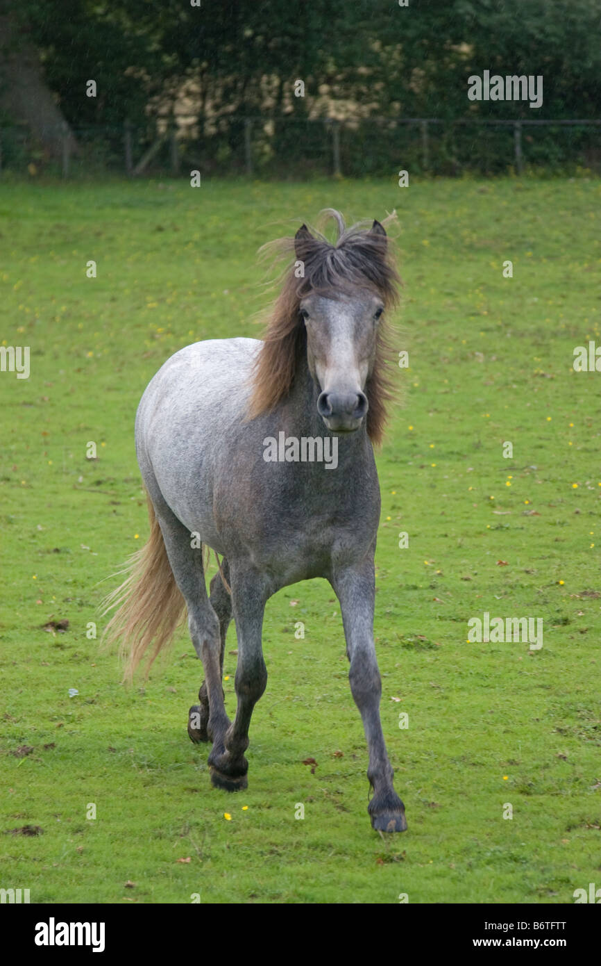 Eriskay pony colt Stock Photo - Alamy
