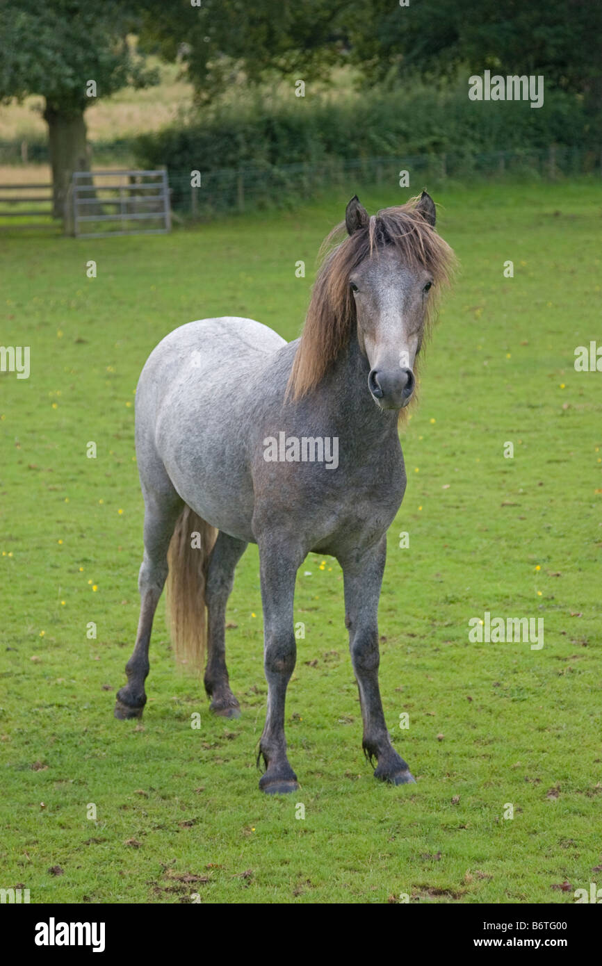 Colt horse pony hi-res stock photography and images - Alamy