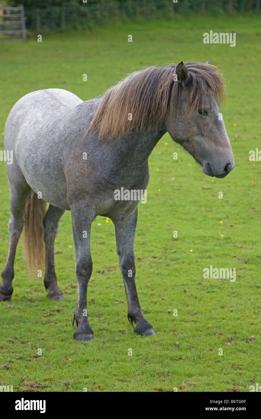 Colt horse pony hi-res stock photography and images - Alamy