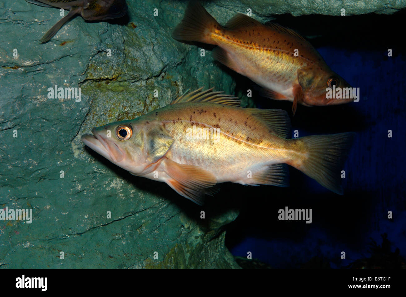 Bocaccio rockfish hi-res stock photography and images - Alamy