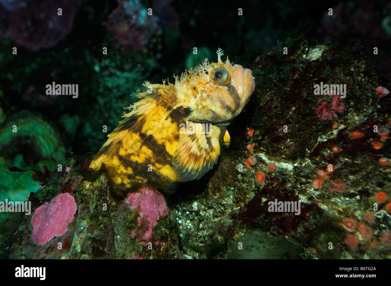 Mosshead warbonnet hi-res stock photography and images - Alamy