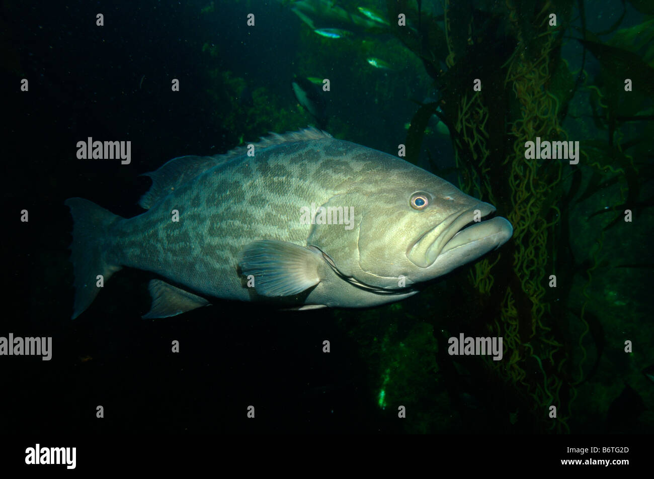 Broomtail grouper Mycteroperca xenarcha captive Stock Photo - Alamy