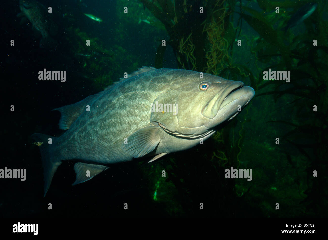 Broomtail grouper Mycteroperca xenarcha captive Stock Photo - Alamy
