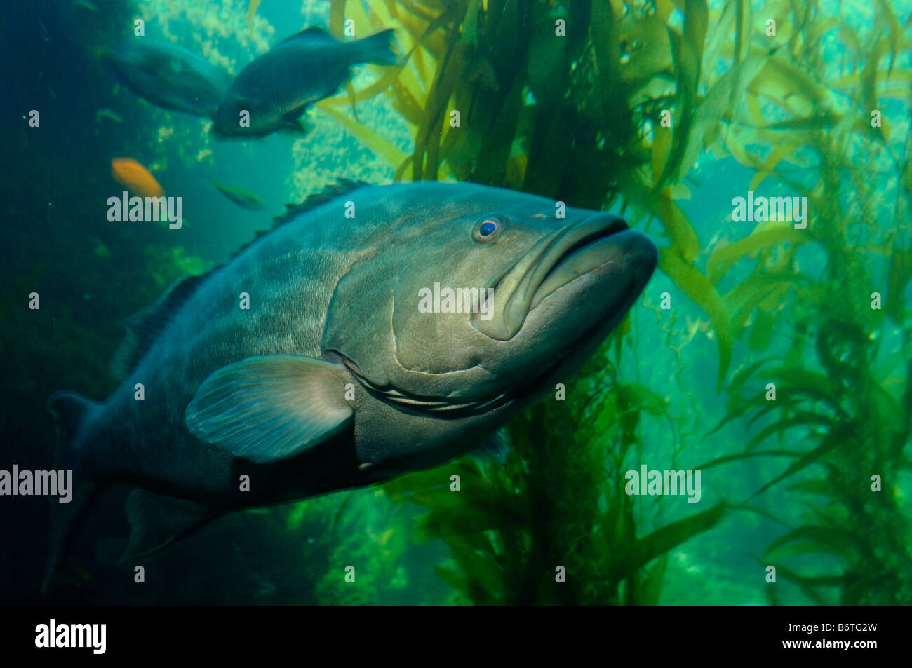 Broomtail grouper Mycteroperca xenarcha captive Stock Photo - Alamy