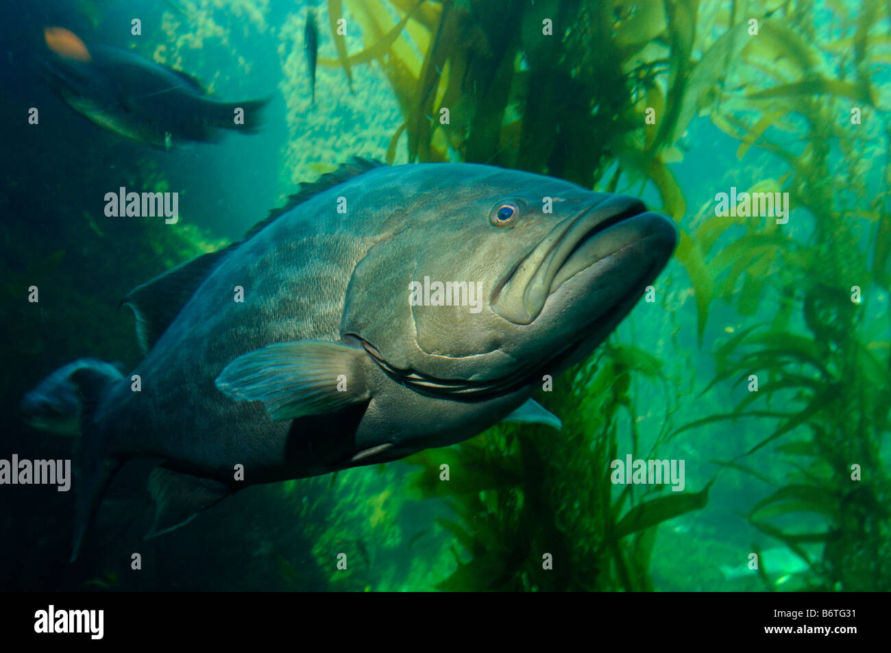 Broomtail grouper Mycteroperca xenarcha captive Stock Photo - Alamy