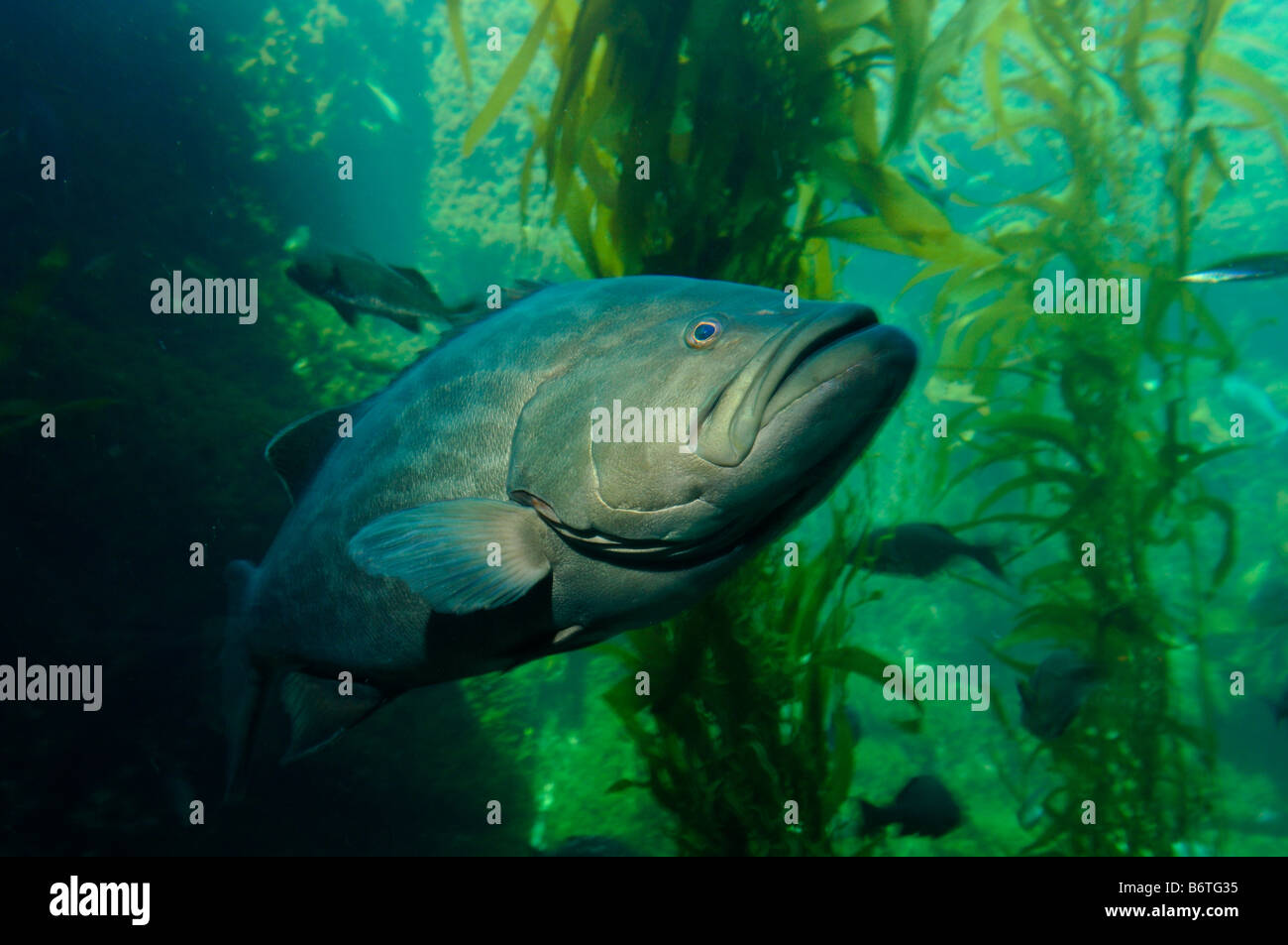 Broomtail grouper Mycteroperca xenarcha captive Stock Photo - Alamy