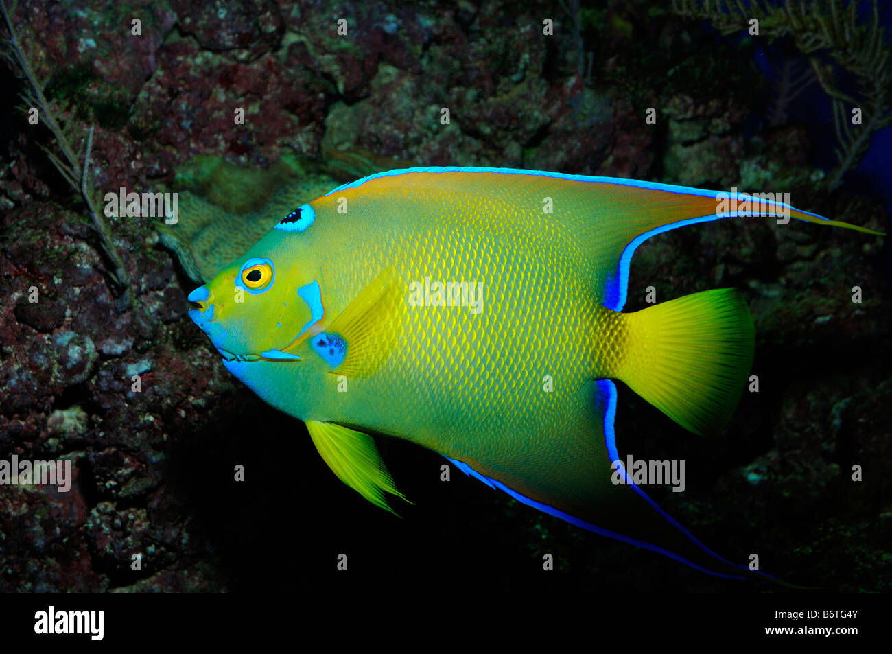 Angelfish coral reef hi-res stock photography and images - Alamy