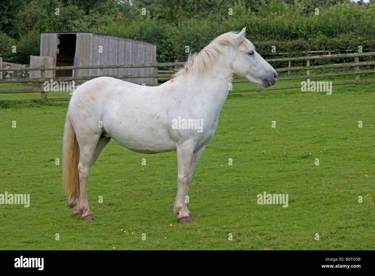 White Eriskay pony mare Stock Photo - Alamy