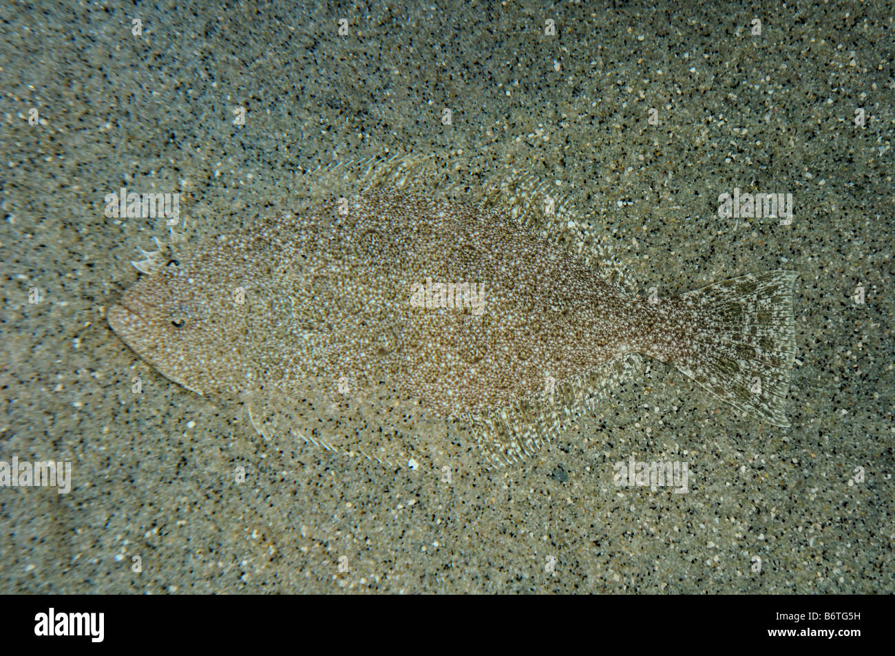 Paralichthys hi-res stock photography and images - Alamy