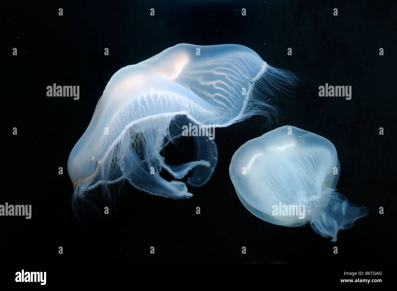 Moon jellyfish Aurelia aurita captive Stock Photo - Alamy