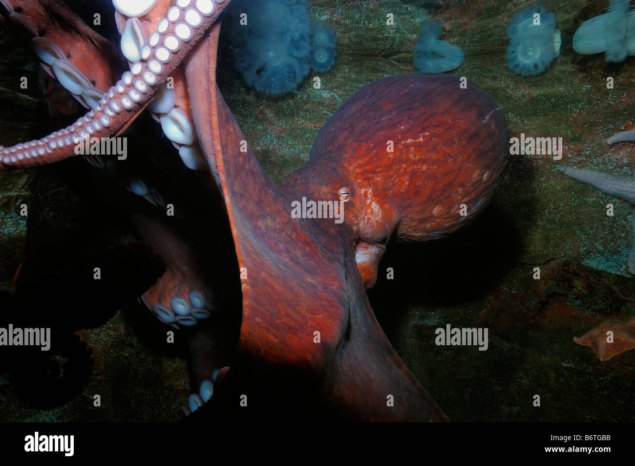 Giant pacific octopus eye hi-res stock photography and images - Alamy
