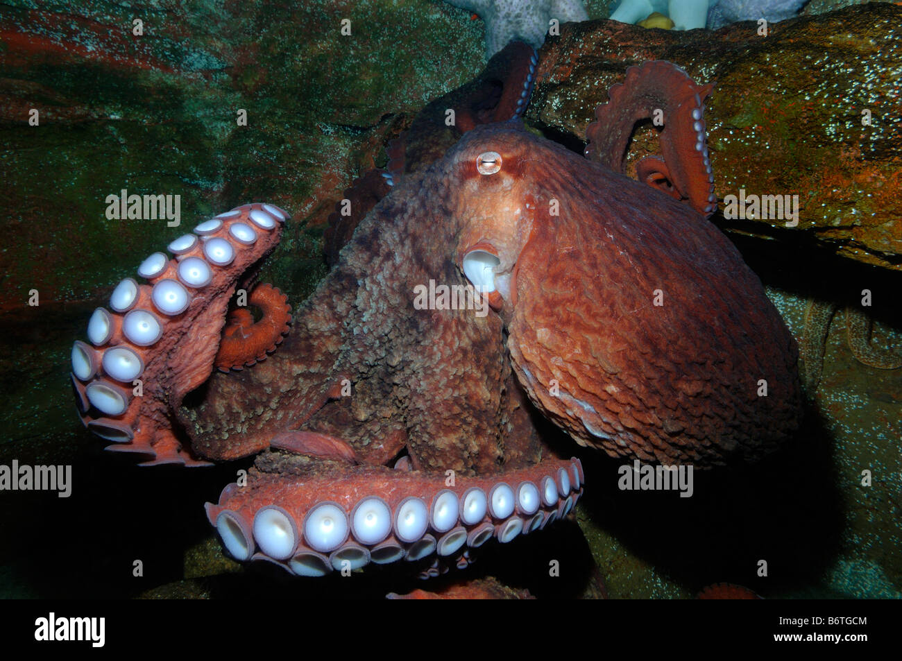 Giant Pacific octopus Enteroctopus dofleini captive Stock Photo - Alamy