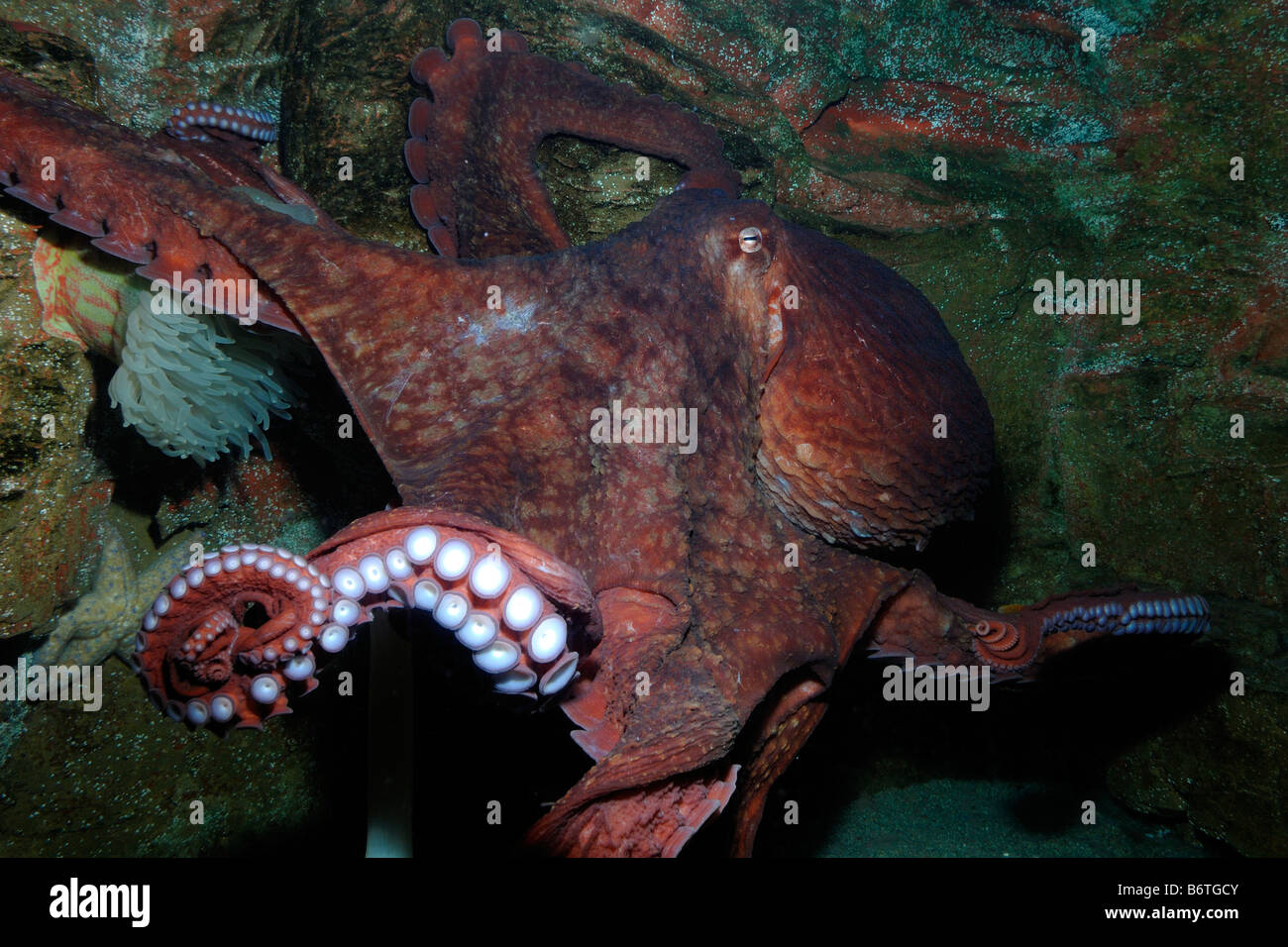 Octopus Siphon High Resolution Stock Photography and Images - Alamy