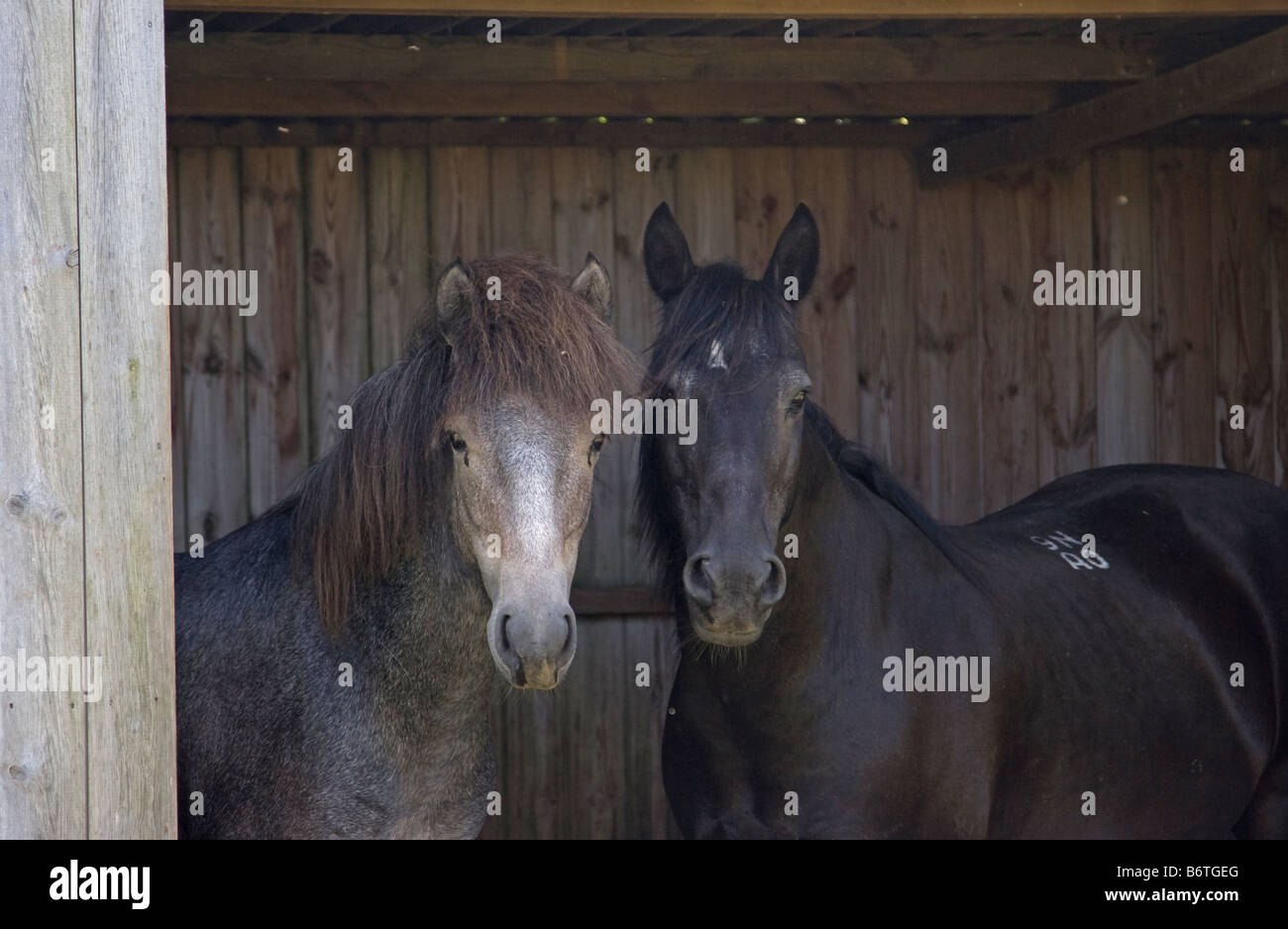 Two ponies in a field shelter looking towards the camera Stock Photo ...