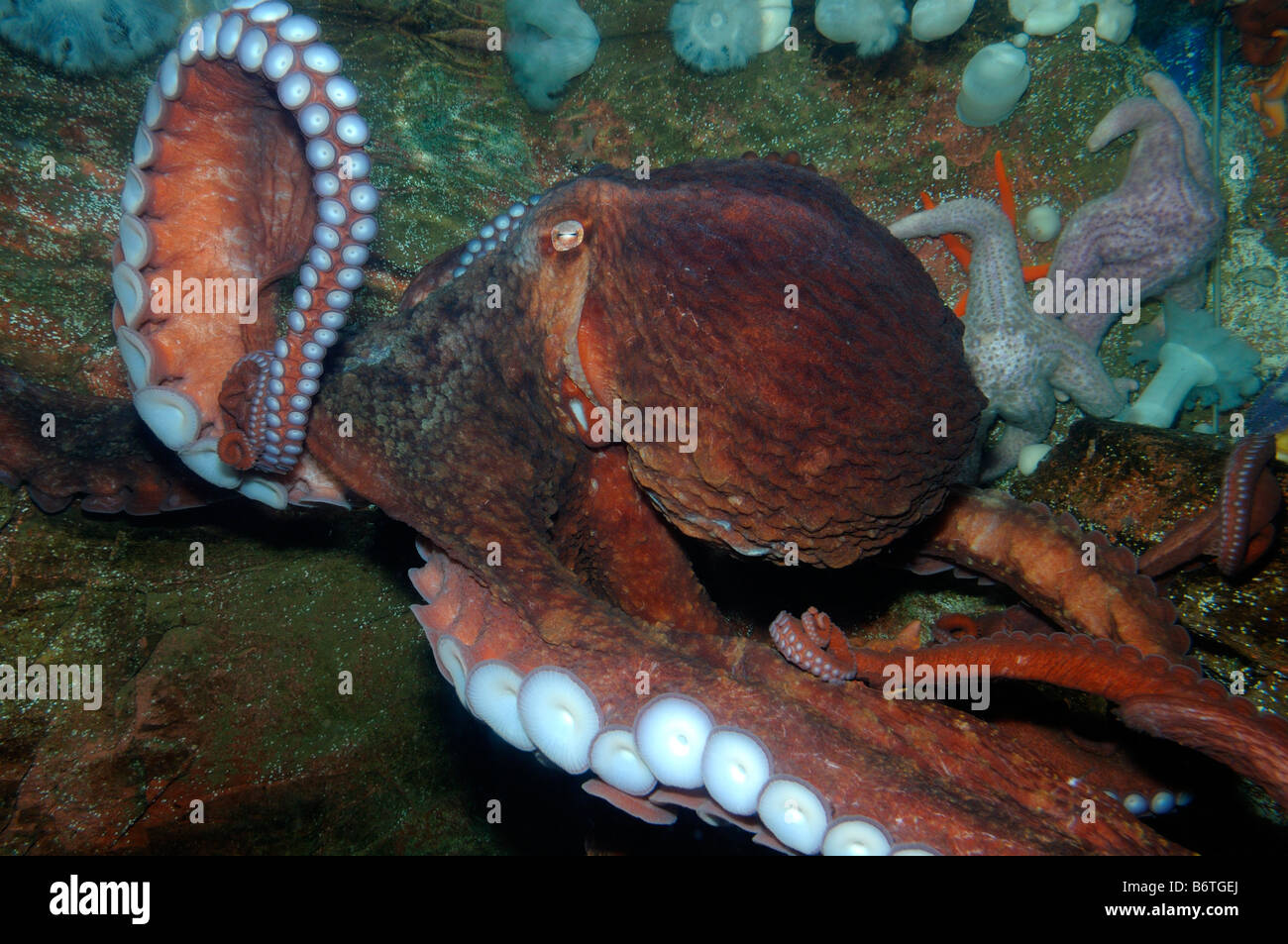 Giant Pacific octopus Enteroctopus dofleini captive Stock Photo - Alamy