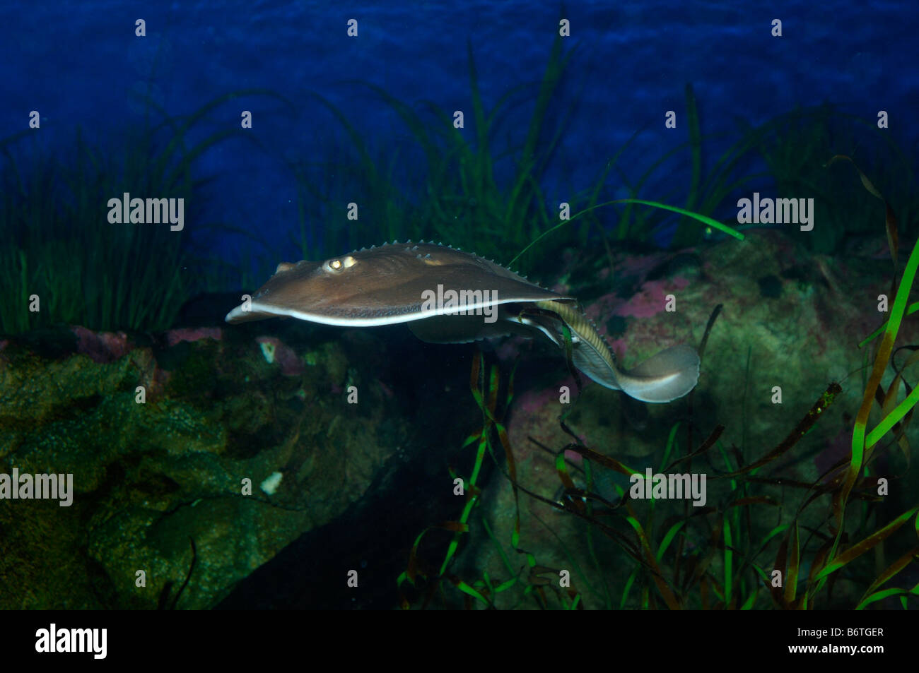 Thornback ray Platyrhinoidis triseriata captive Stock Photo - Alamy