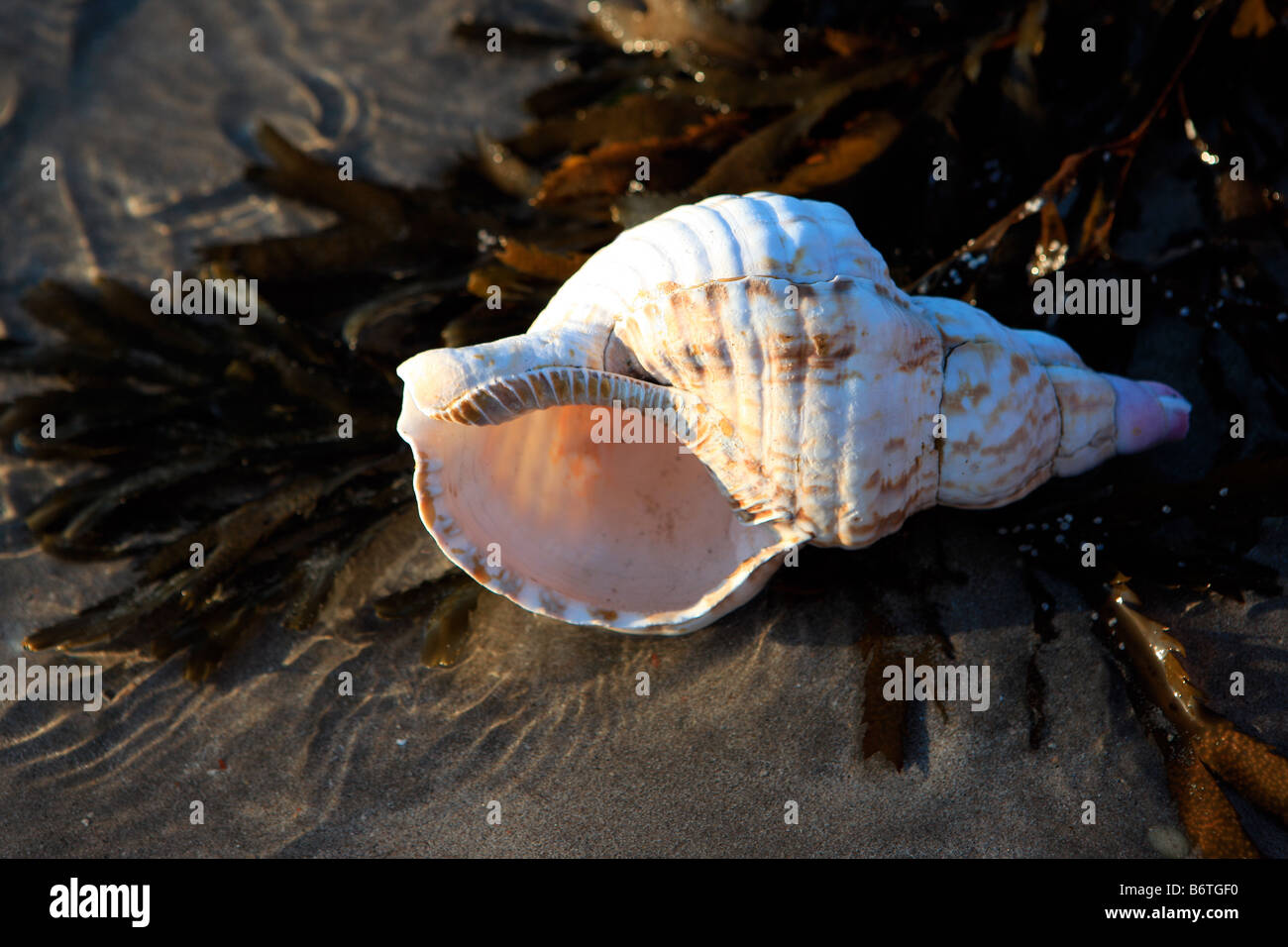 Seashells and seaweed hi-res stock photography and images - Alamy