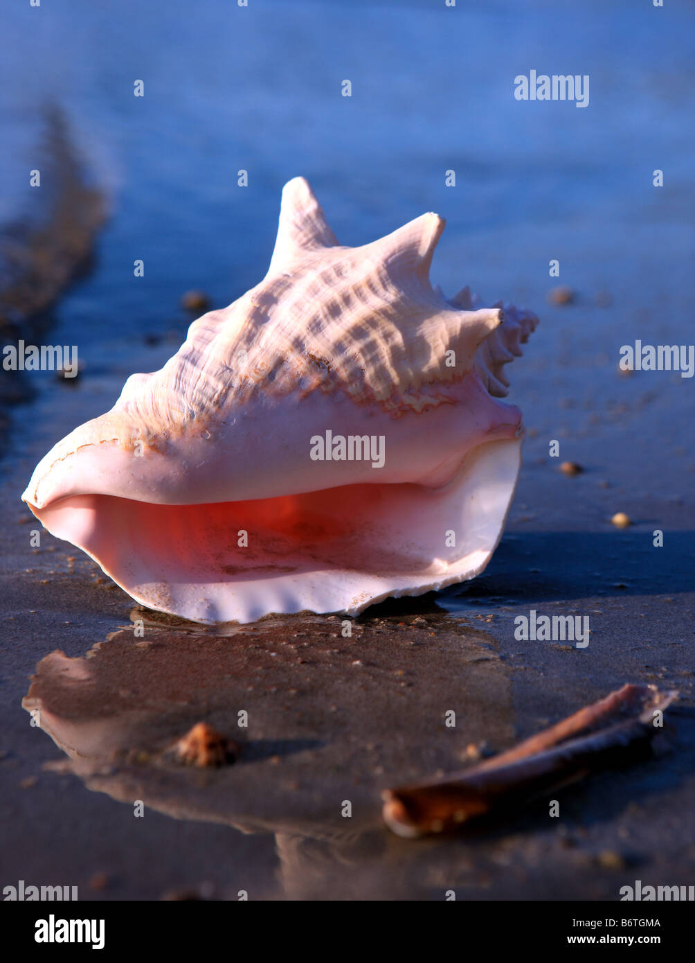 Conch sea shell hi-res stock photography and images - Alamy