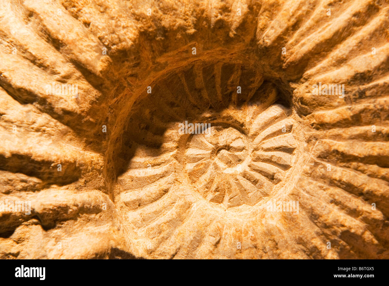 Close Up View Of Ammonite Stock Photo - Alamy