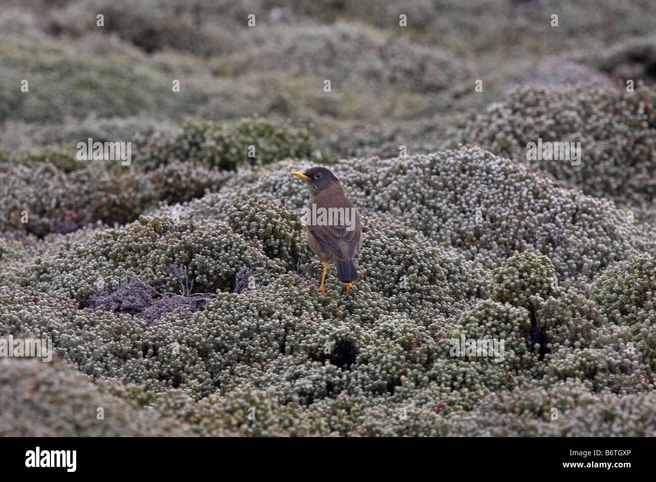 Falkland Island Thrush on Pebble Island Stock Photo - Alamy