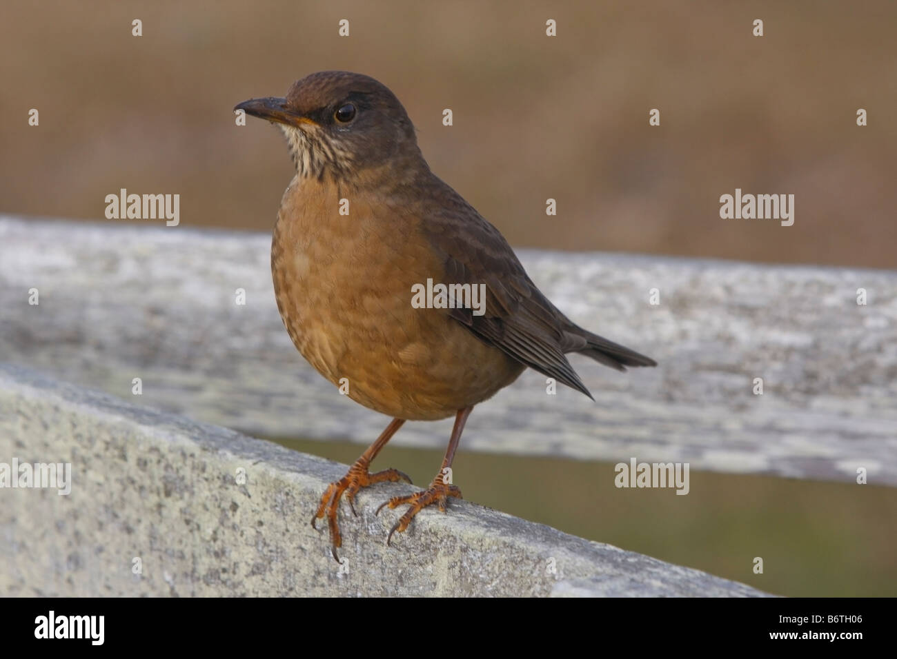 Falkland Island Thrush on Pebble Island Stock Photo - Alamy