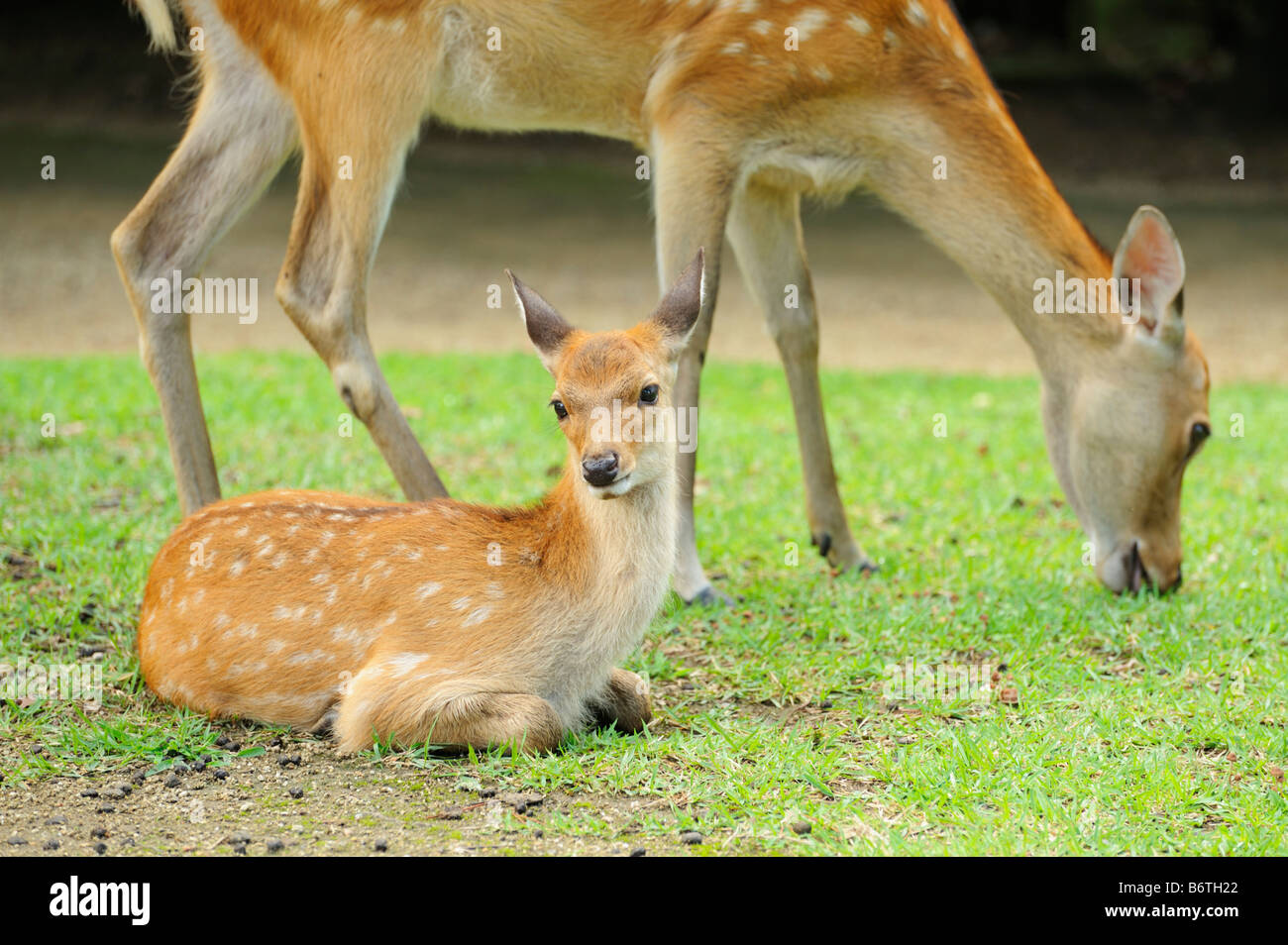 Tame deer grazing around Todai Ji temple, Nara JP Stock Photo - Alamy