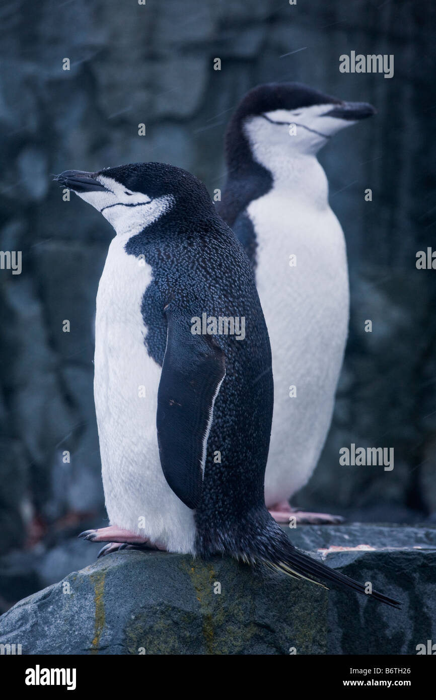 Two Chinstrap Penguins Pygoscelis antarctica in snow on Half Moon ...