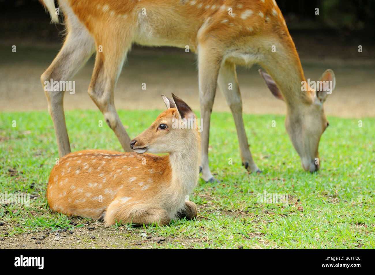Tame deer grazing around Todai Ji temple, Nara JP Stock Photo - Alamy