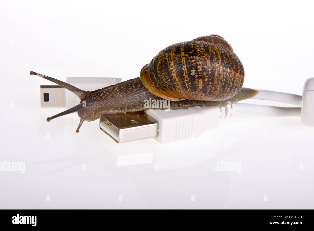 Slug feelers hi-res stock photography and images - Alamy