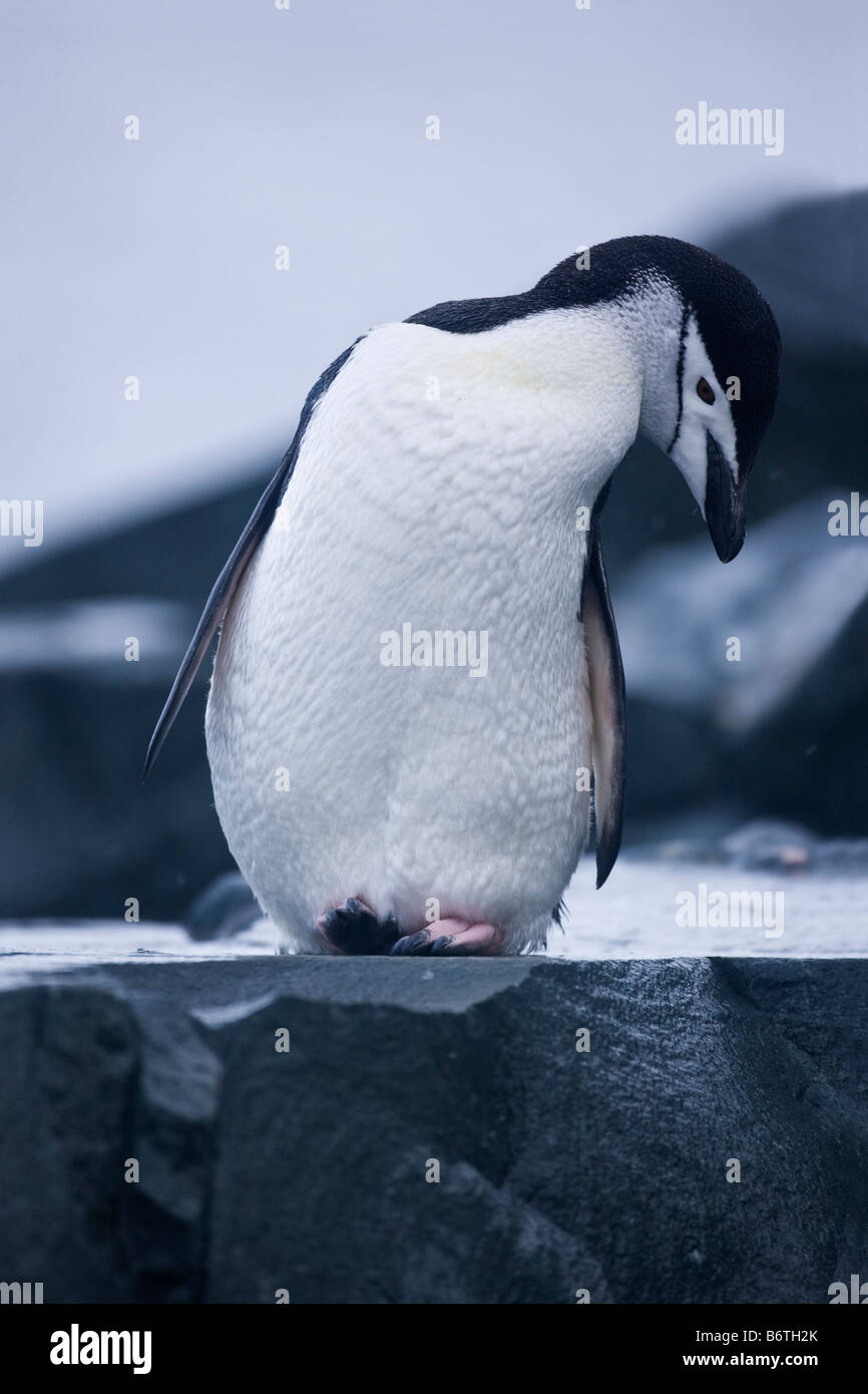 Chinstrap Penguin Pygoscelis antarctica in snow on Half Moon Island ...