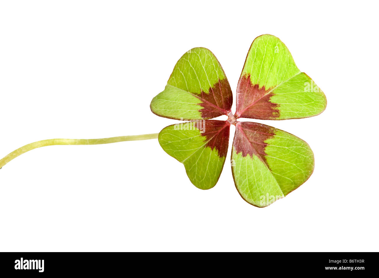 Symbol of good fortune isolated four leaf clover Stock Photo - Alamy