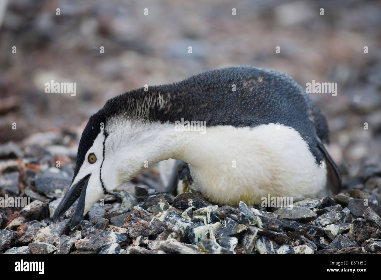 Penguin chinstrap nest hi-res stock photography and images - Alamy