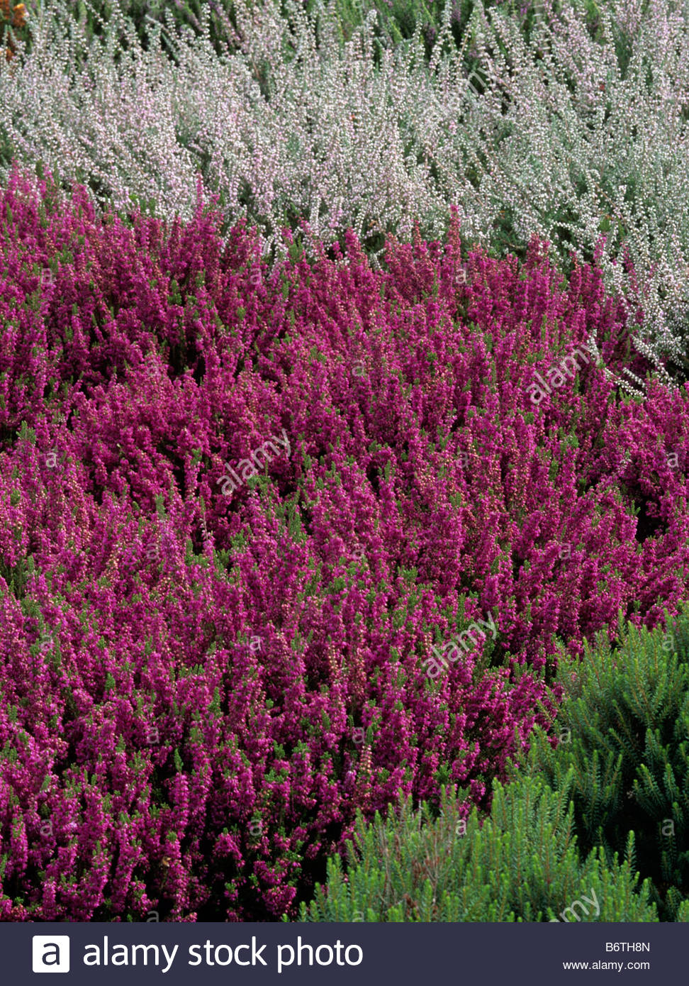 Hutton Stock Photos & Hutton Stock Images - Alamy