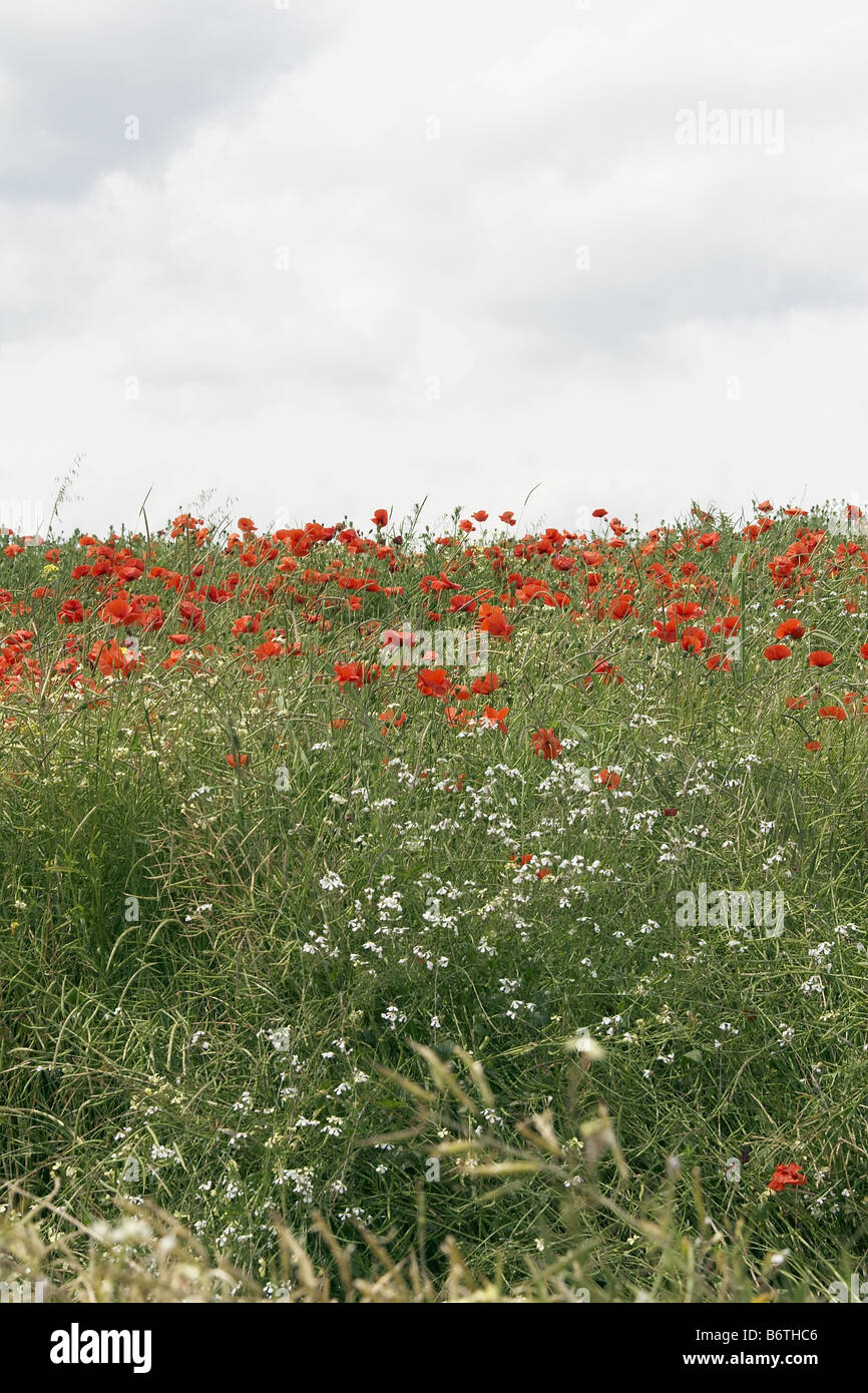 Poppy field photographed against grey sky Stock Photo - Alamy