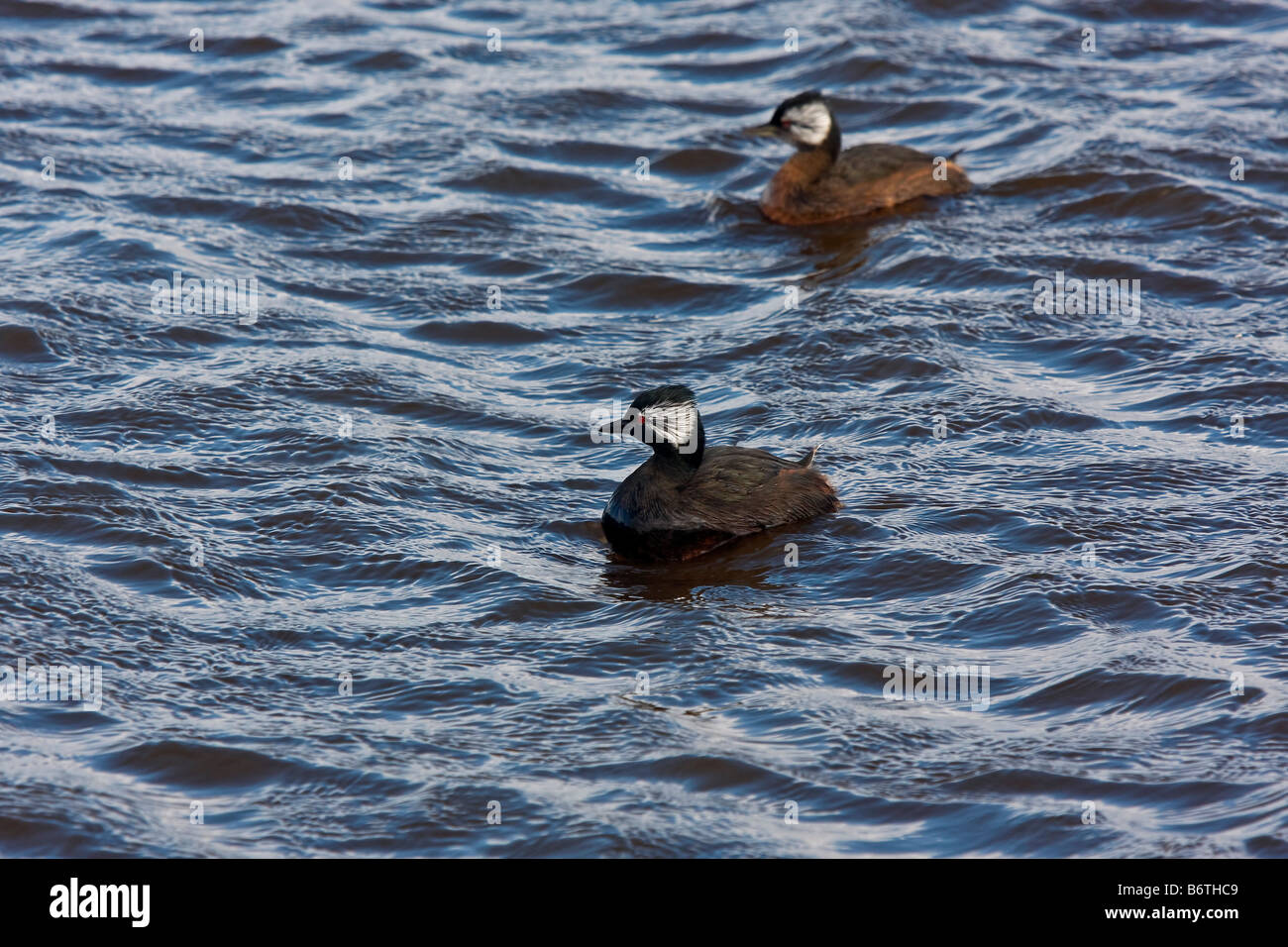 White Tufted Grebe in Lake on Pebble Island Stock Photo - Alamy