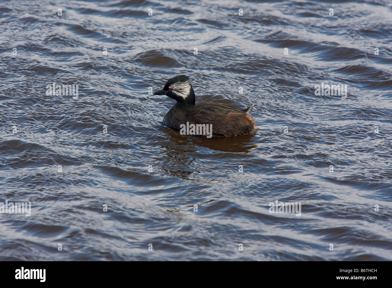 White Tufted Grebe in Lake on Pebble Island Stock Photo - Alamy