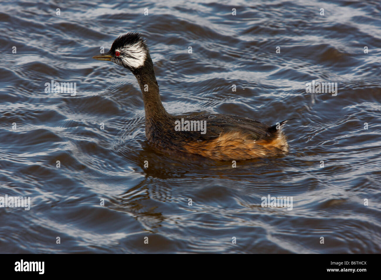 White Tufted Grebe in Lake on Pebble Island Stock Photo - Alamy