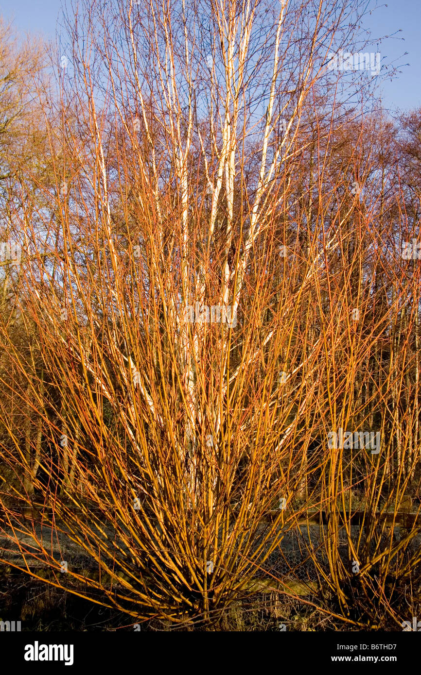 Willow and birch hi-res stock photography and images - Alamy