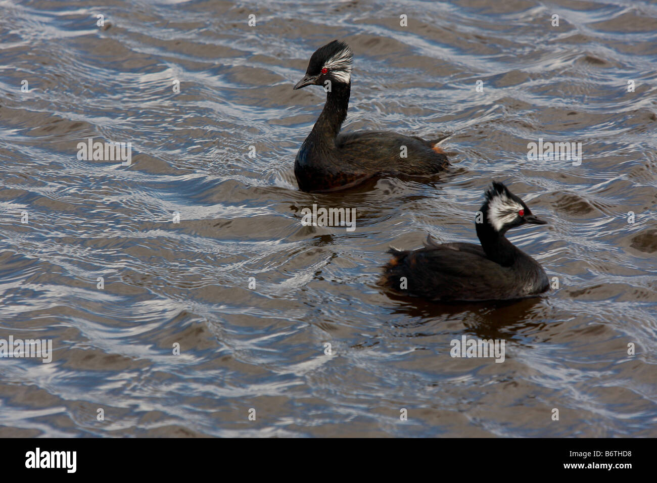 White Tufted Grebe in Lake on Pebble Island Stock Photo - Alamy