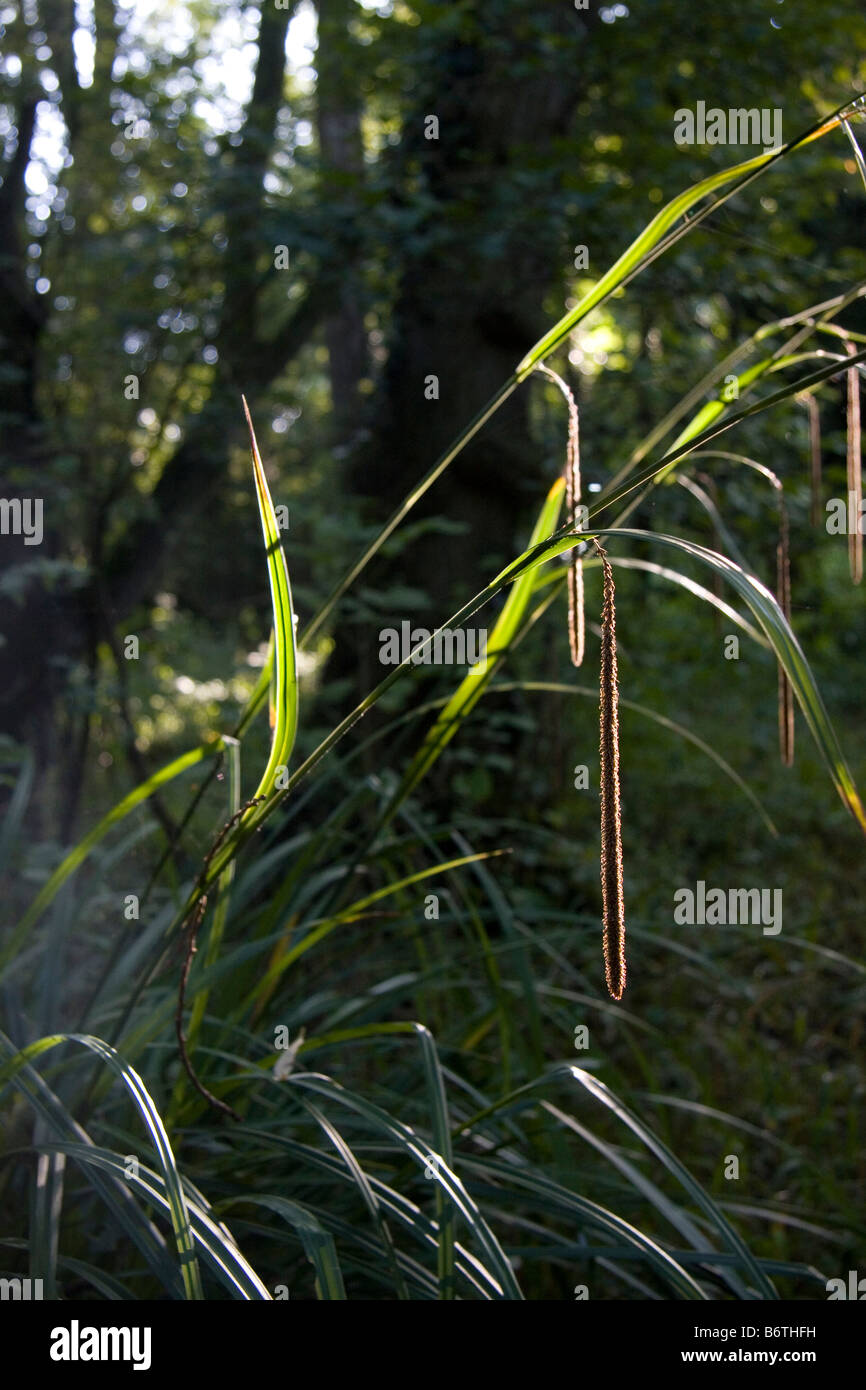 Weeping sedge Carex pendula Stock Photo - Alamy