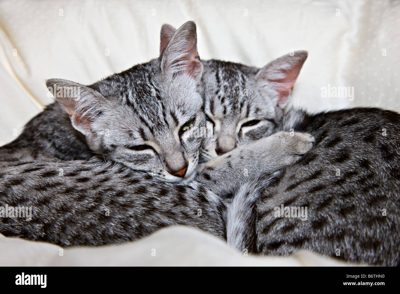Kittens hugging each other hi-res stock photography and images - Alamy
