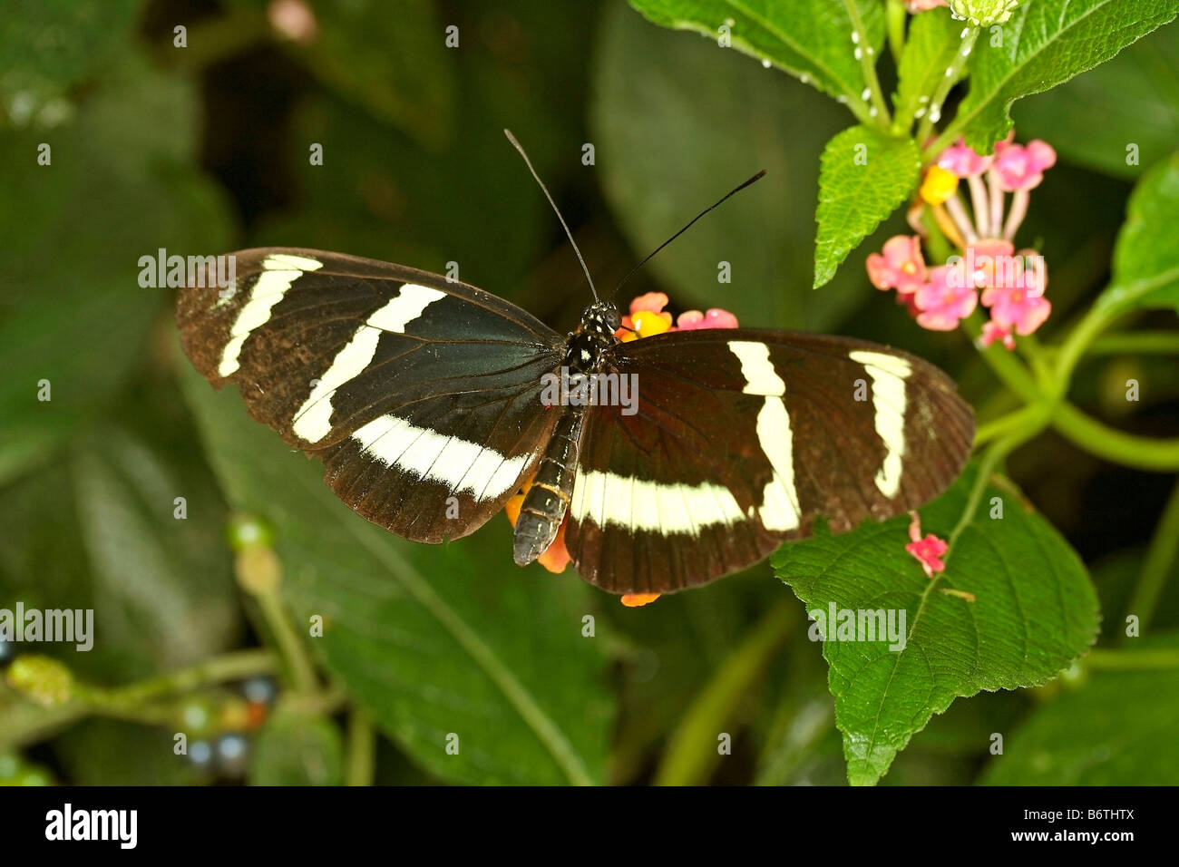 Heliconian Heliconius sp Stock Photo - Alamy
