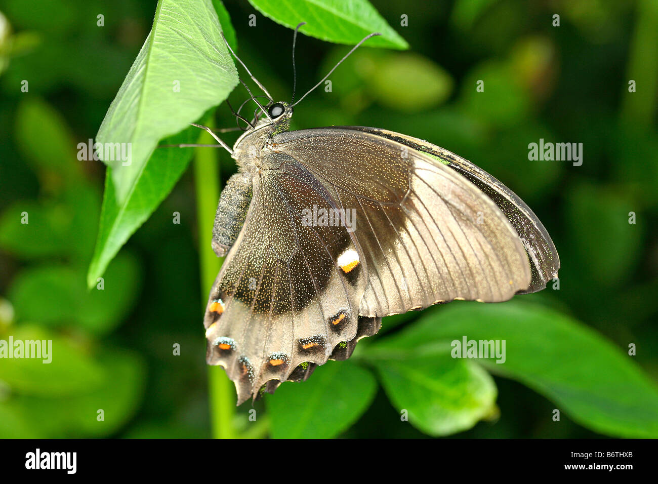 Green banded swallowtail hi-res stock photography and images - Alamy