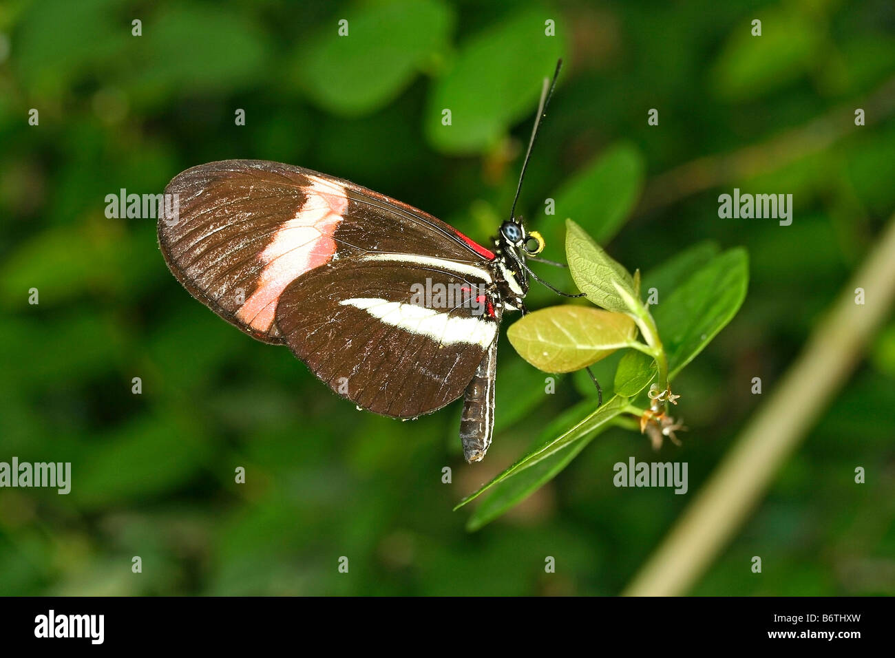Heliconian Heliconius sp Stock Photo - Alamy