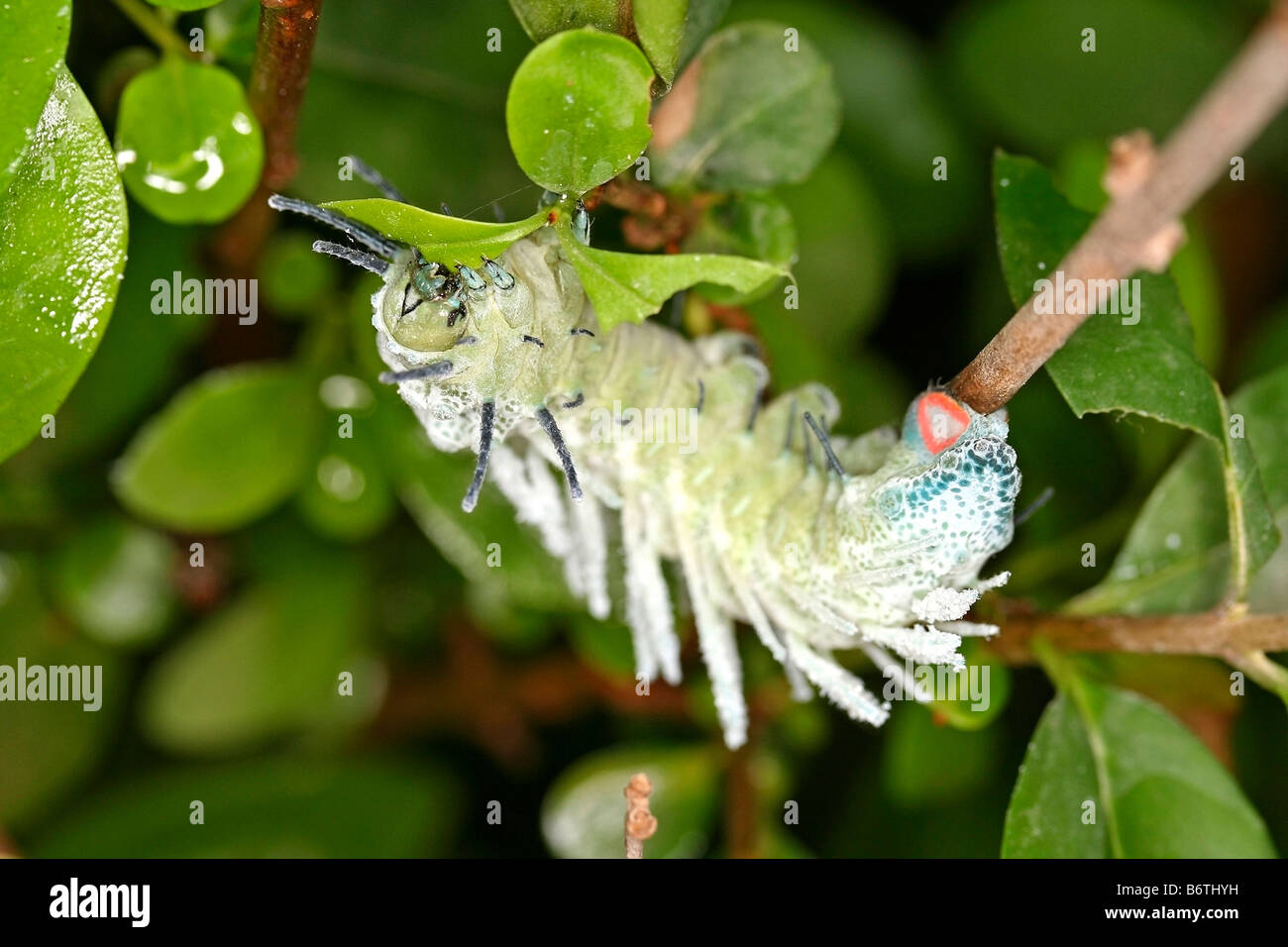Caterpillar. Atlas moth. Attacus atlas Stock Photo - Alamy Caterpillar. Atlas moth. Attacus atlas Stock Photo - Alamy