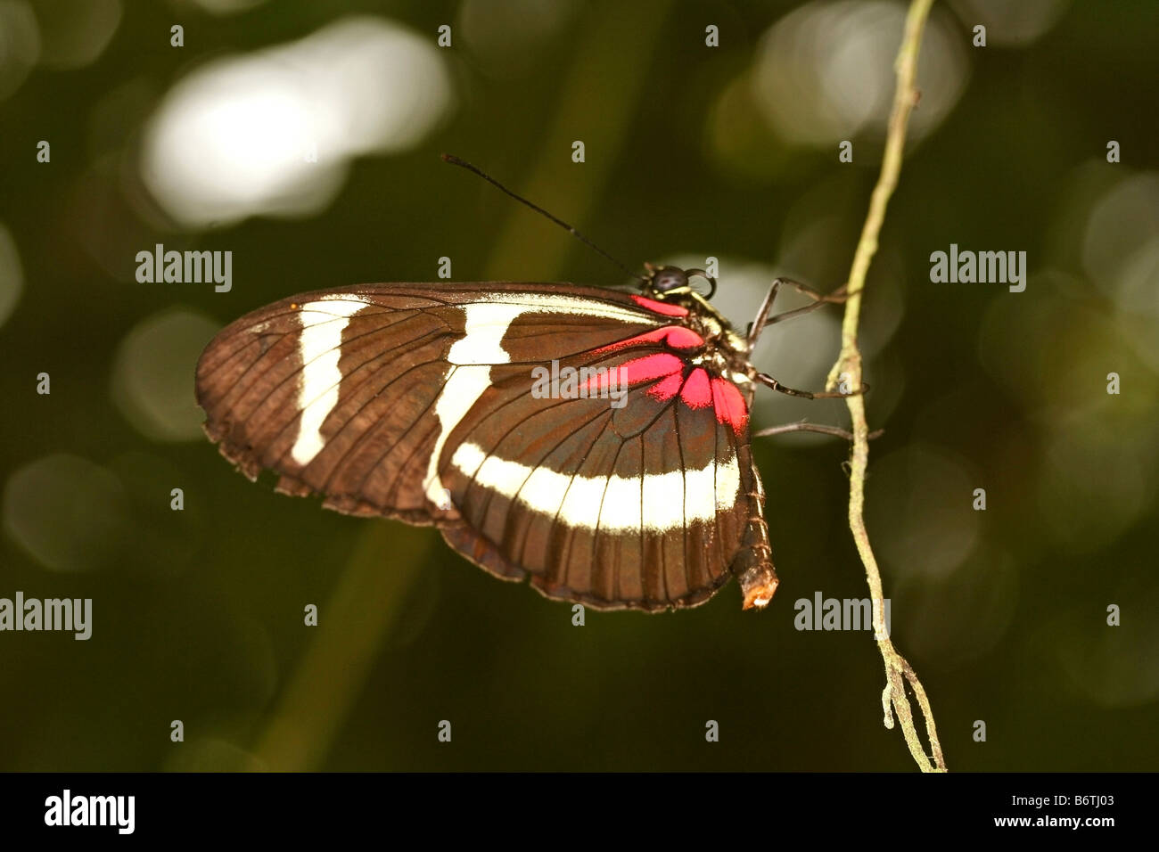 Heliconian Heliconius sp Stock Photo - Alamy