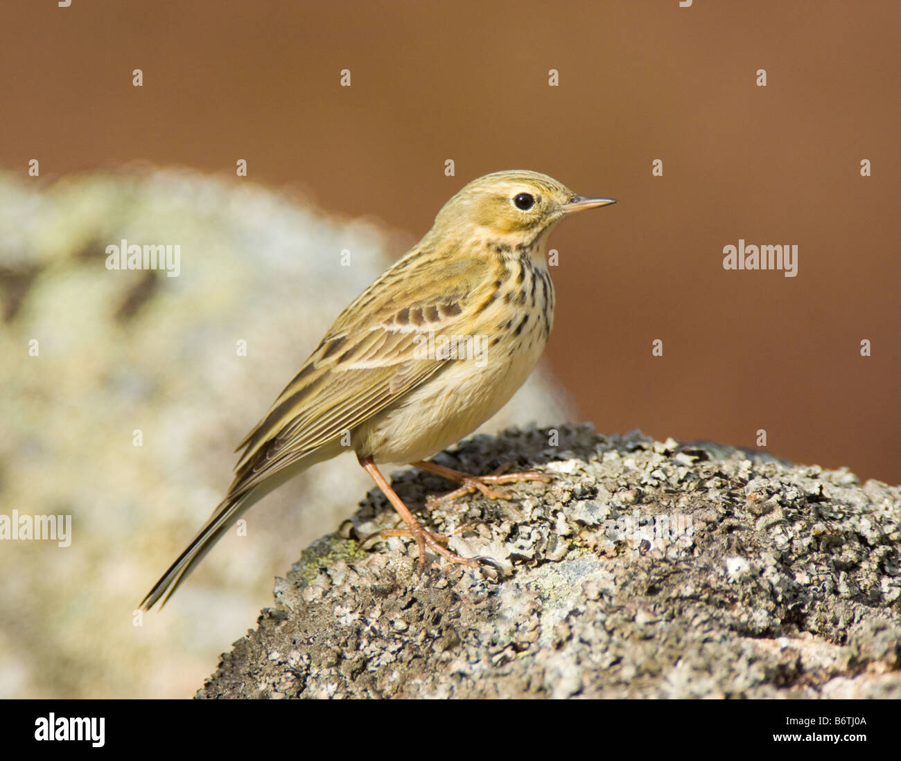 Rock pipit scotland hi-res stock photography and images - Alamy